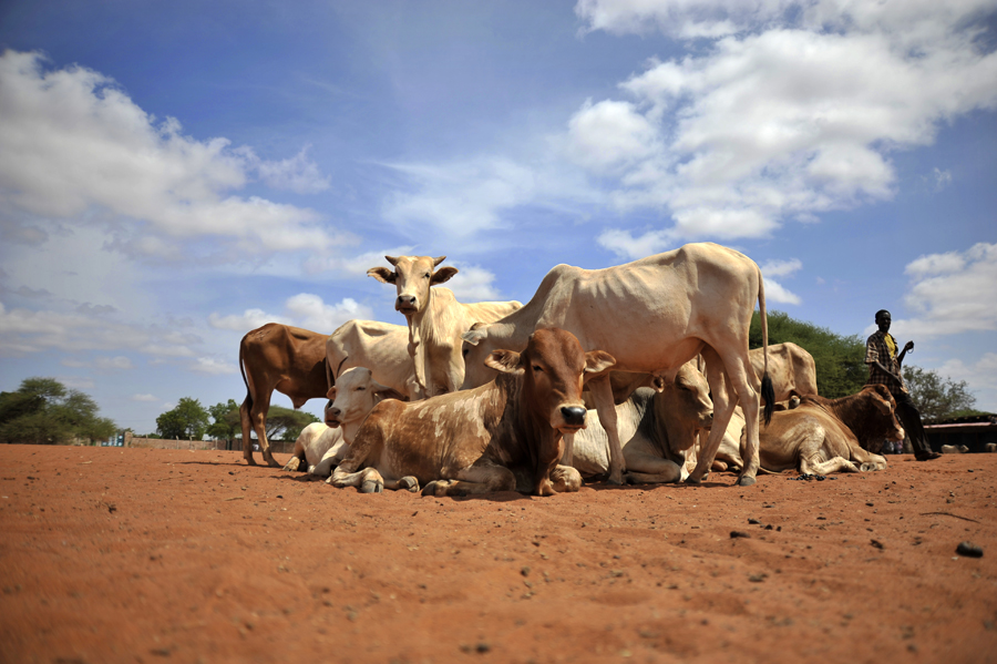 How Kenya’s herders got their livestock insured | Lucas Laursen